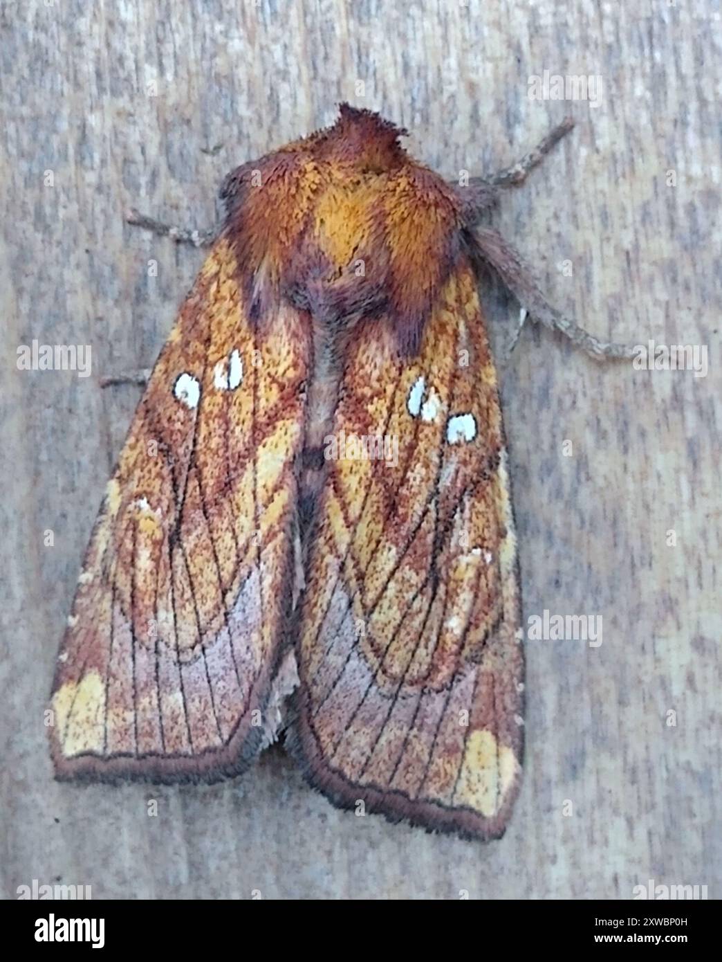Sensitive Fern Borer Moth (Papaipema inquaesita) Insecta Stock Photo ...