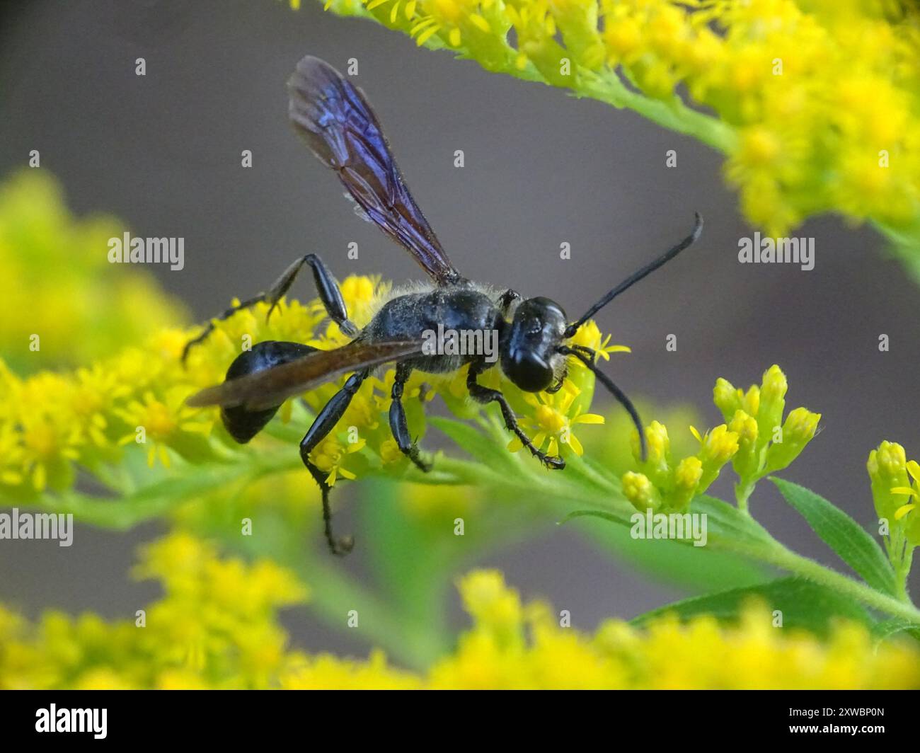 Mexican Grass-carrying Wasp (Isodontia mexicana) Insecta Stock Photo ...