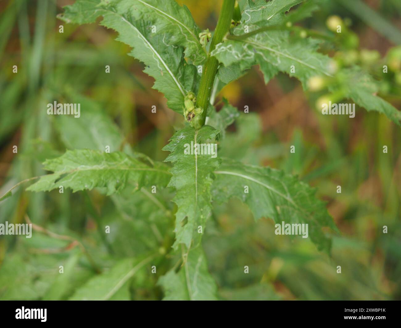American burnweed (Erechtites hieraciifolius) Plantae Stock Photo - Alamy
