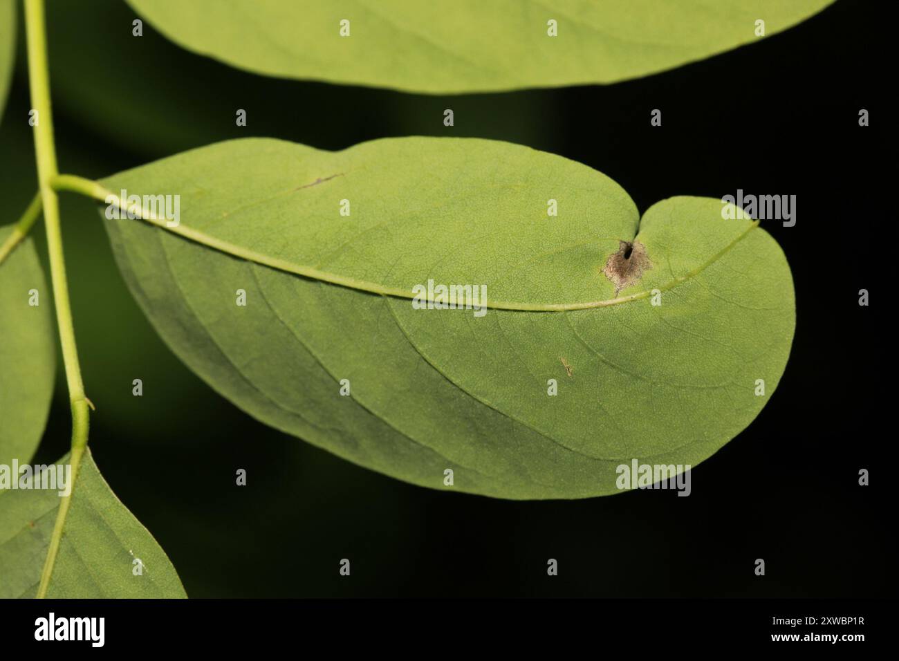 Locust Sawfly (Euura tibialis) Insecta Stock Photo - Alamy