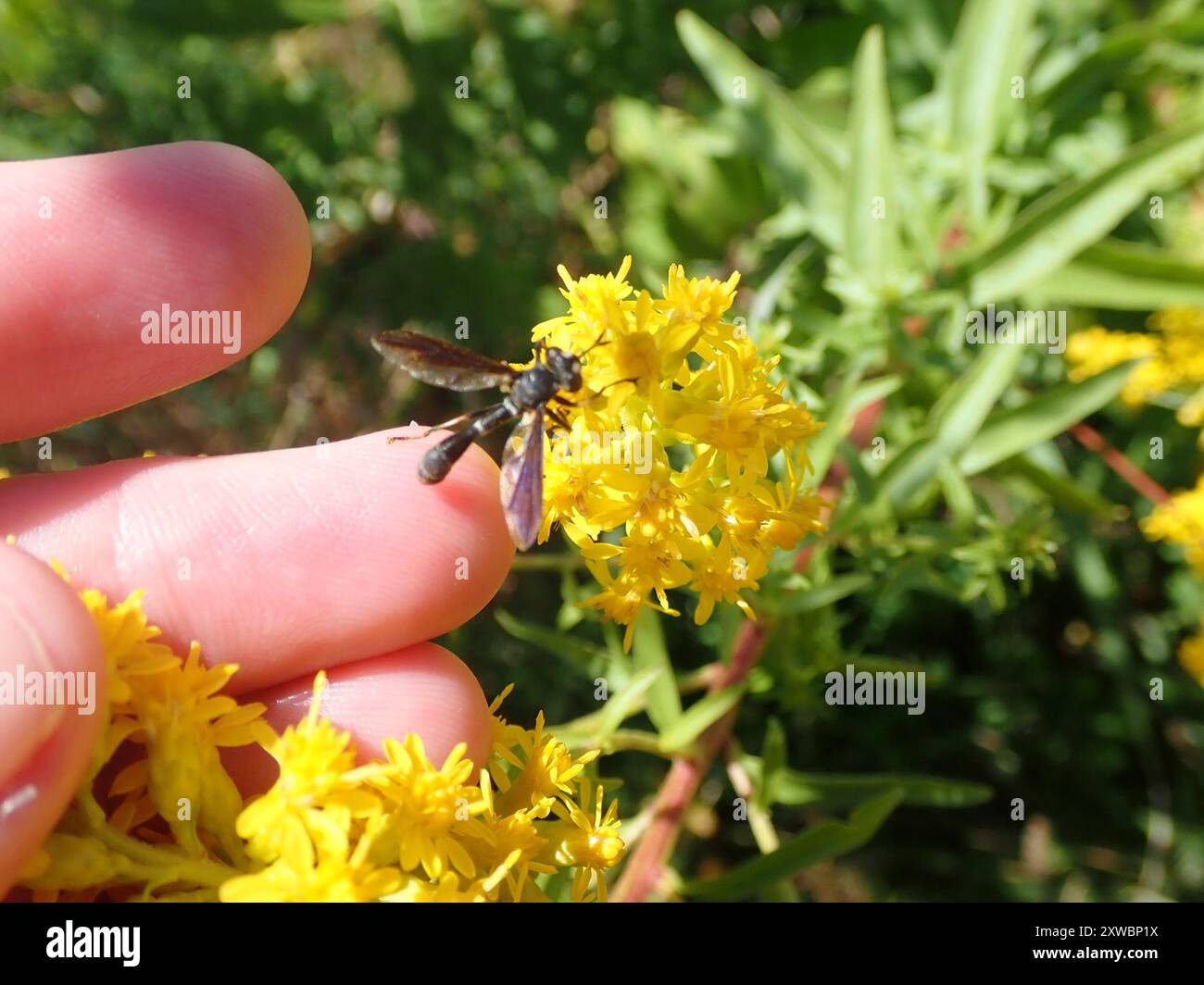 (Physocephala tibialis) Insecta Stock Photo - Alamy