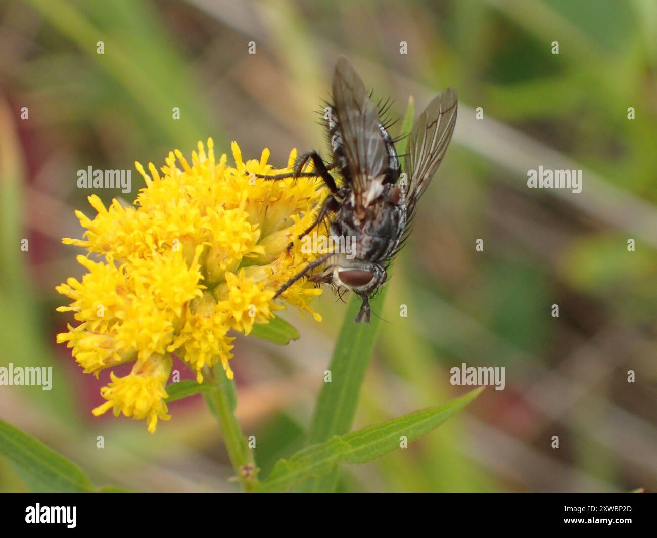 Bristle Flies (Tachinidae) Insecta Stock Photo - Alamy