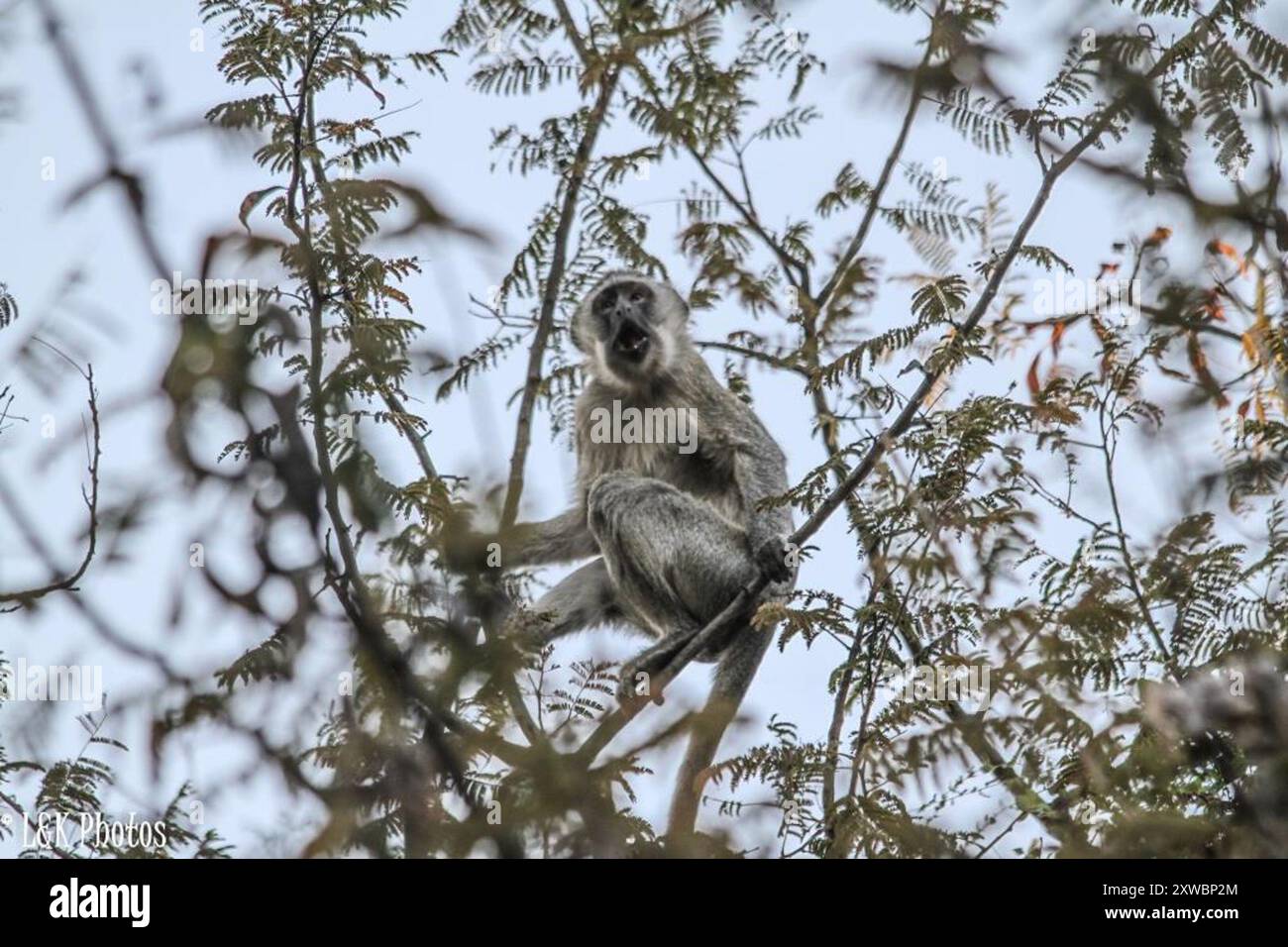 Vervet Monkey (Chlorocebus pygerythrus) Mammalia Stock Photo - Alamy