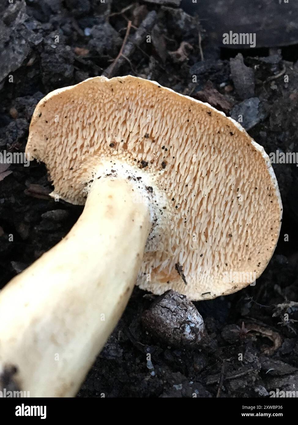 Wood Hedgehog (Hydnum repandum) Fungi Stock Photo - Alamy