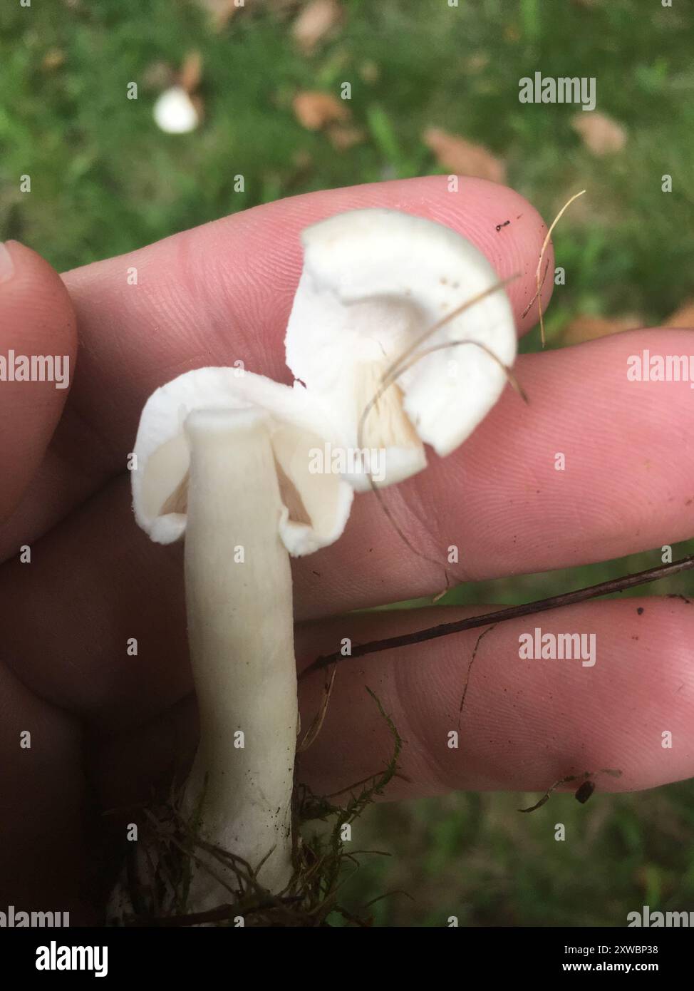 White Dapperling (Leucoagaricus leucothites) Fungi Stock Photo - Alamy