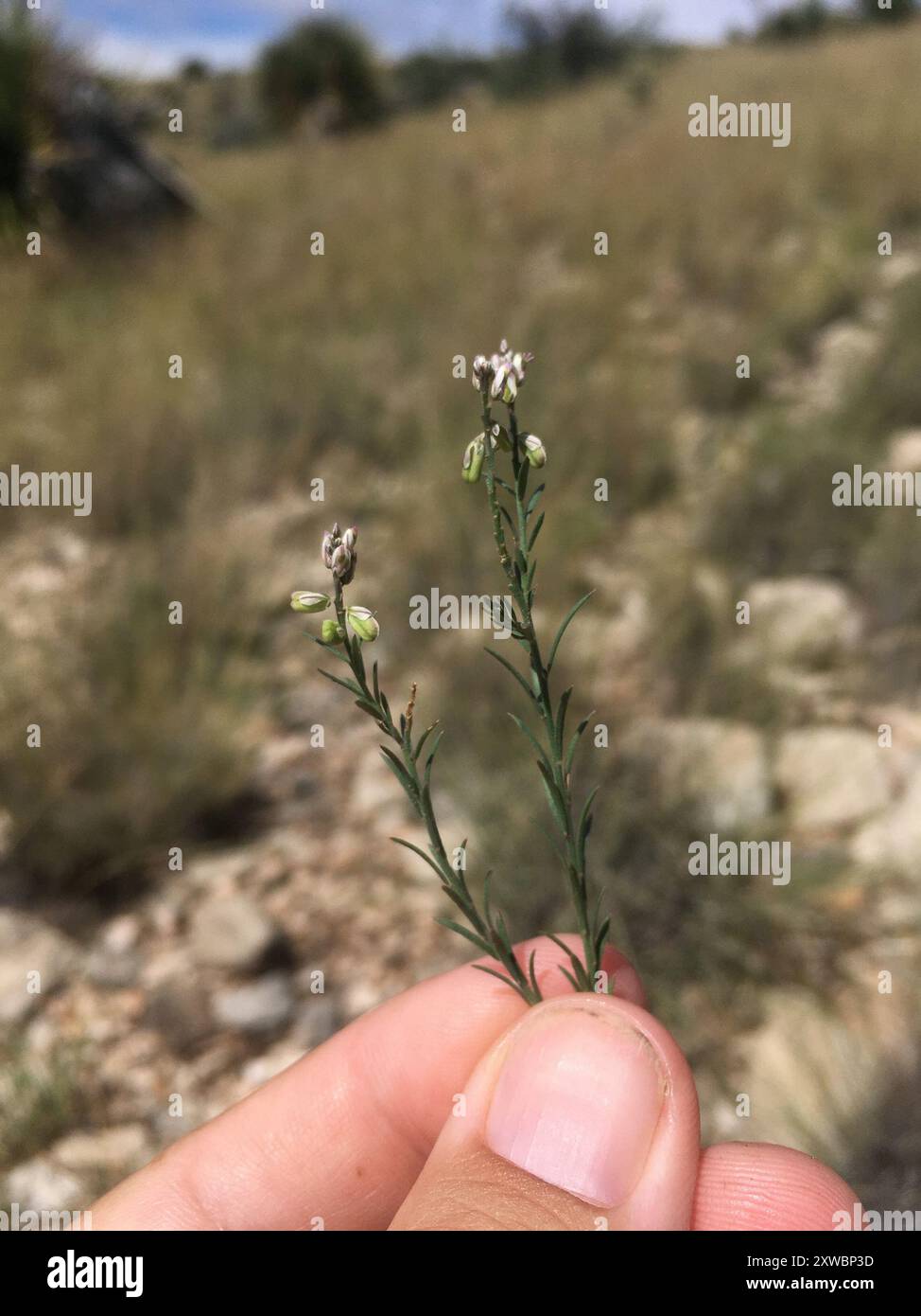 Broom Milkwort (Polygala scoparioides) Plantae Stock Photo - Alamy