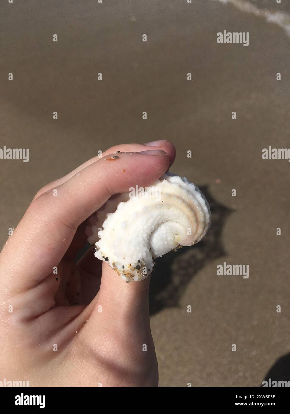 Spiny Jewel Box (Arcinella cornuta) Mollusca Stock Photo - Alamy