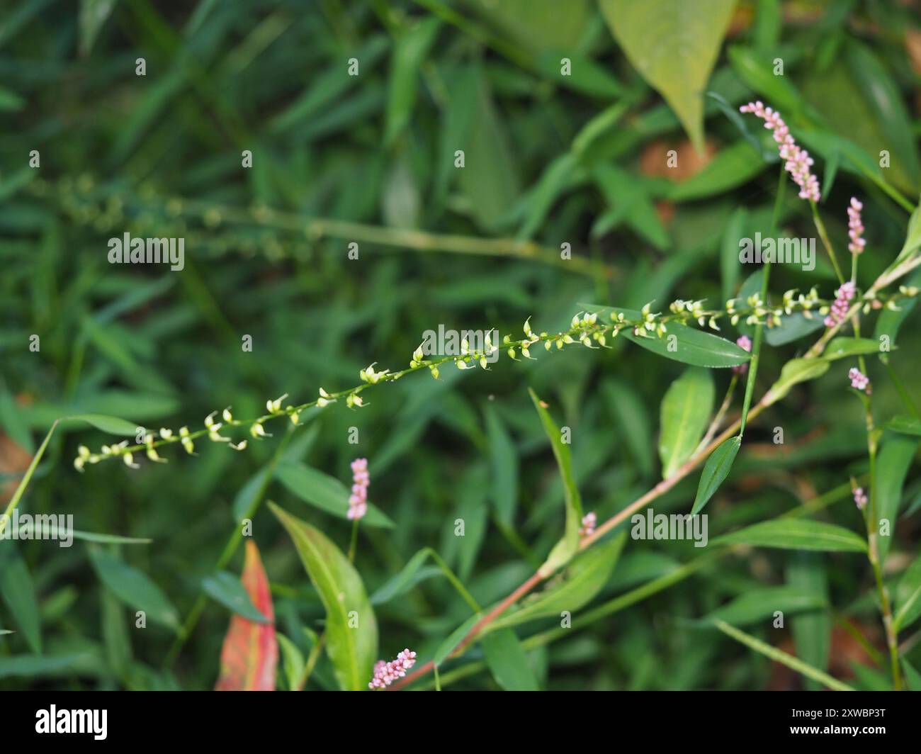 American jumpseed (Persicaria virginiana) Plantae Stock Photo - Alamy