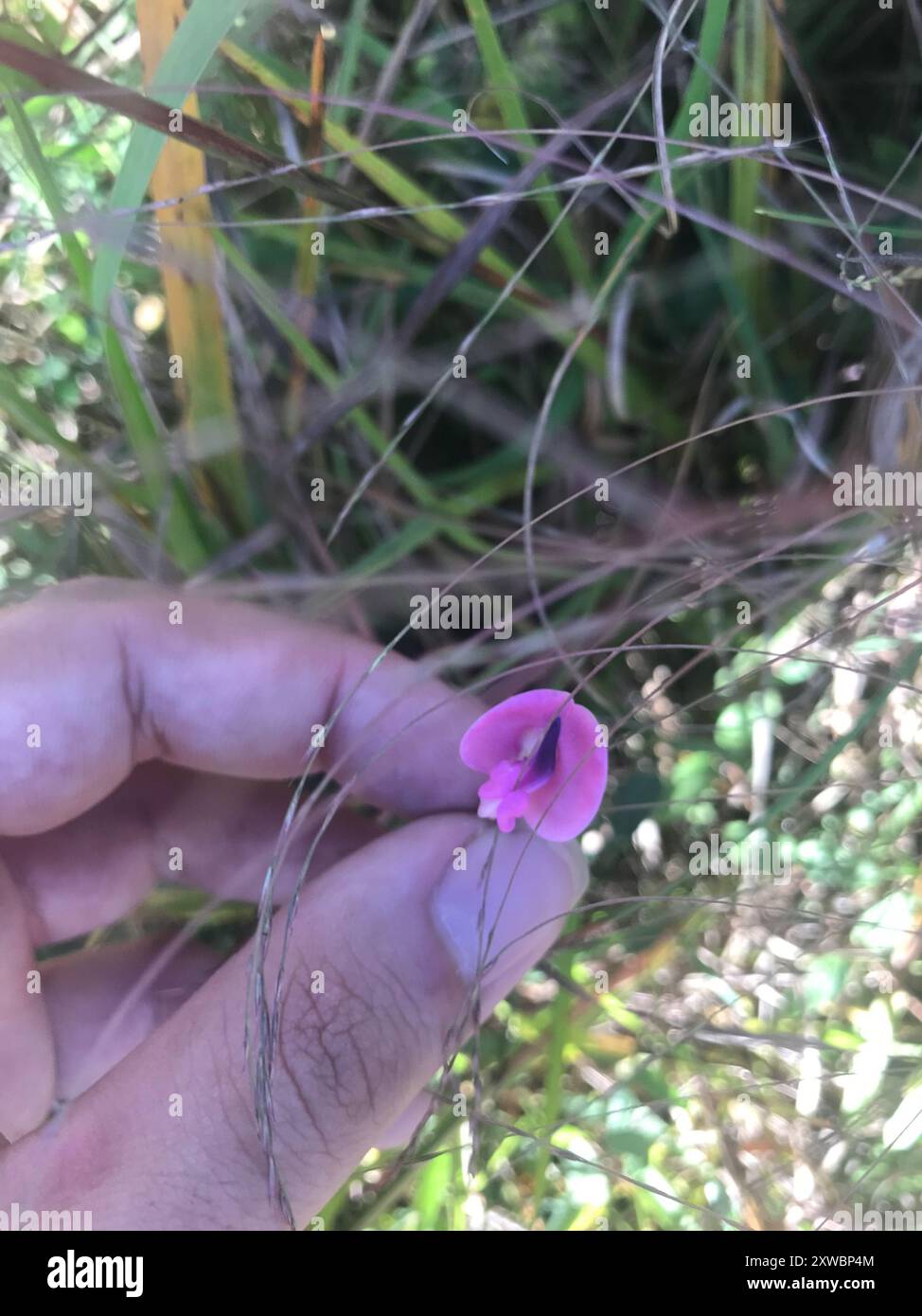 perennial wooly bean (Strophostyles umbellata) Plantae Stock Photo - Alamy