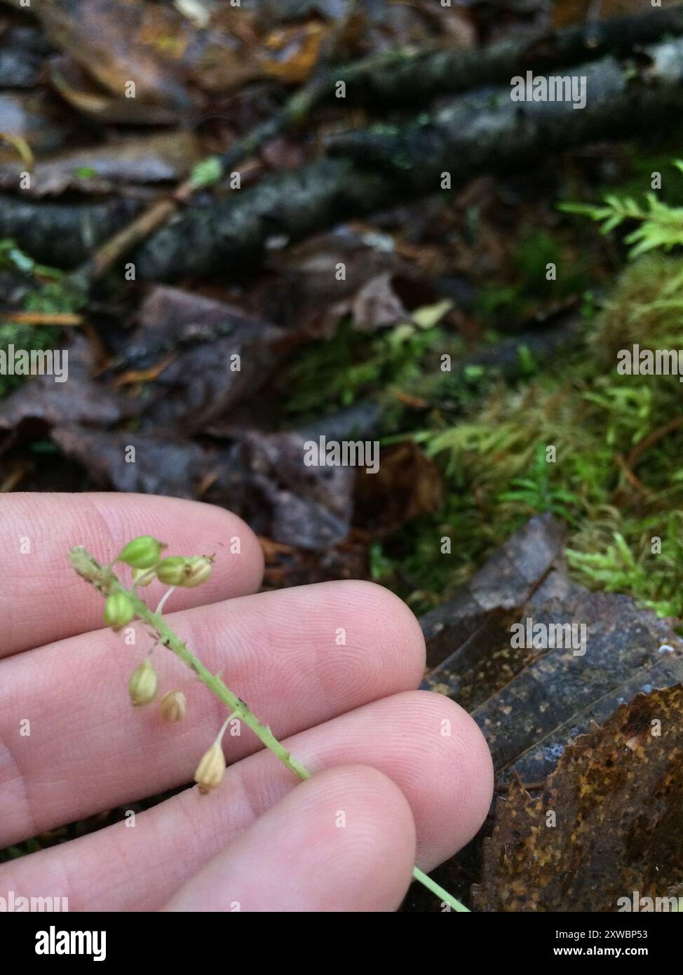 green adder's-mouth (Malaxis unifolia) Plantae Stock Photo - Alamy