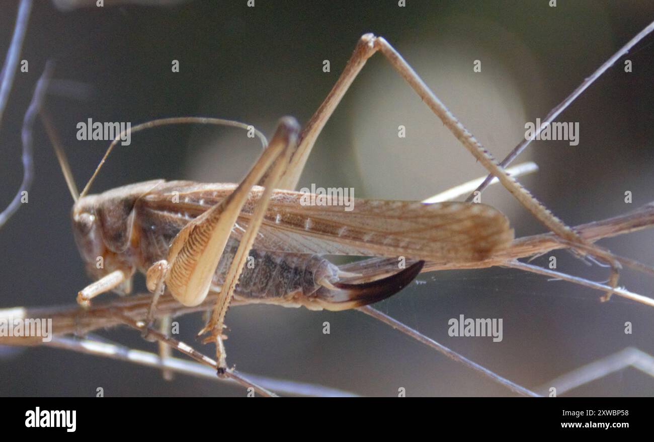 (Platycleis sabulosa) Insecta Stock Photo - Alamy