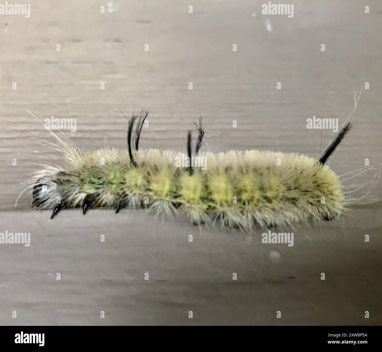 American Dagger (Acronicta americana) Insecta Stock Photo - Alamy