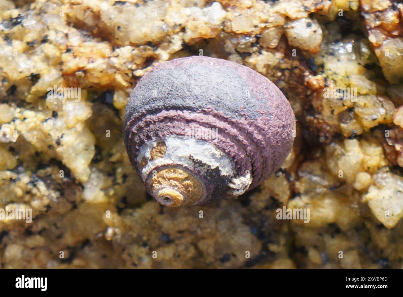 Black Tegula (Tegula funebralis) Mollusca Stock Photo - Alamy