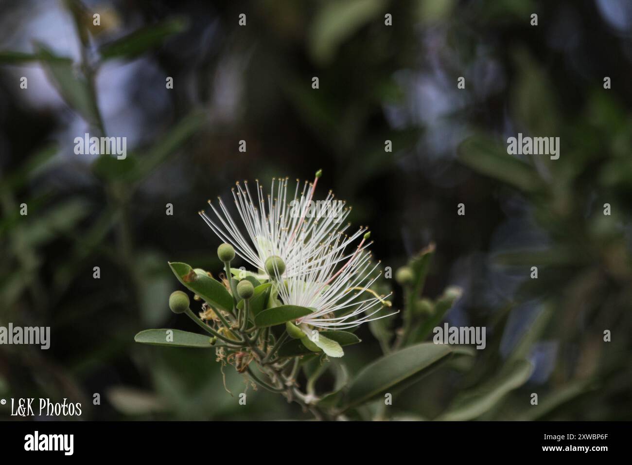 caper family (Capparaceae) Plantae Stock Photo - Alamy