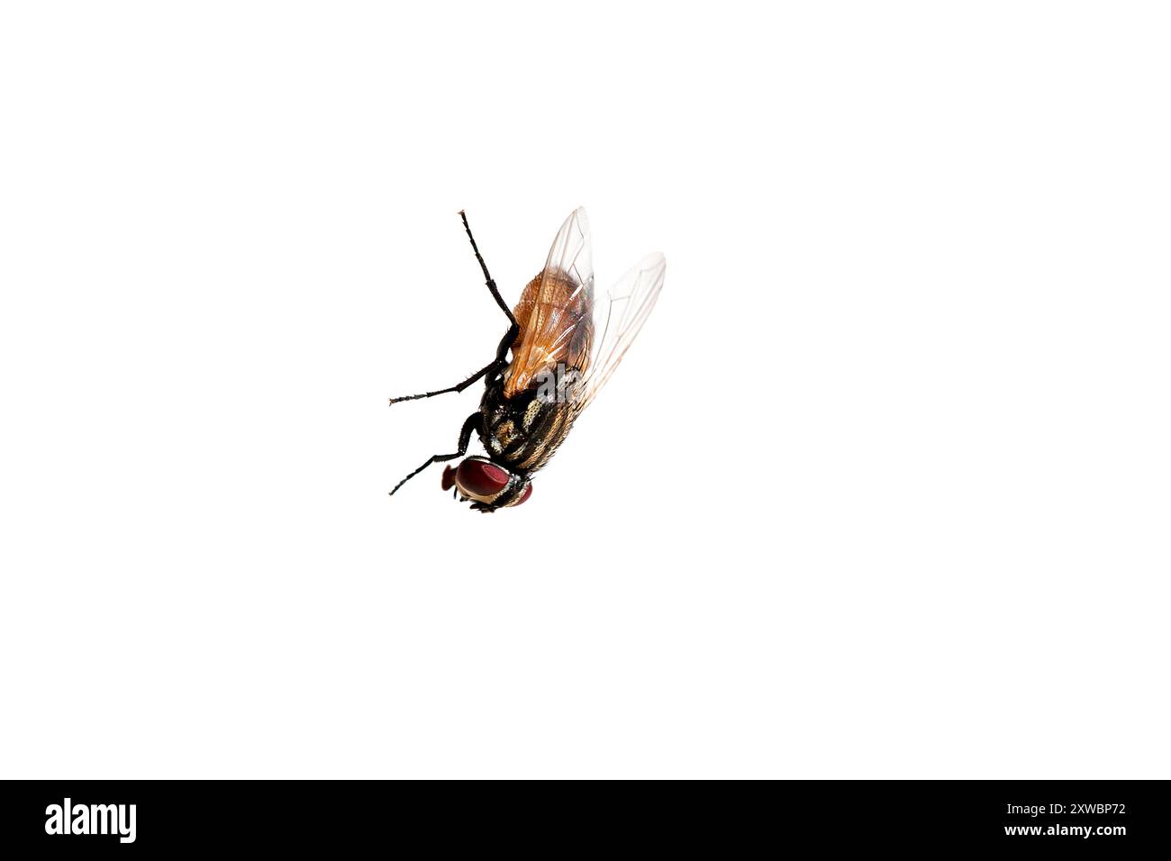 Common house fly on white background Stock Photo - Alamy