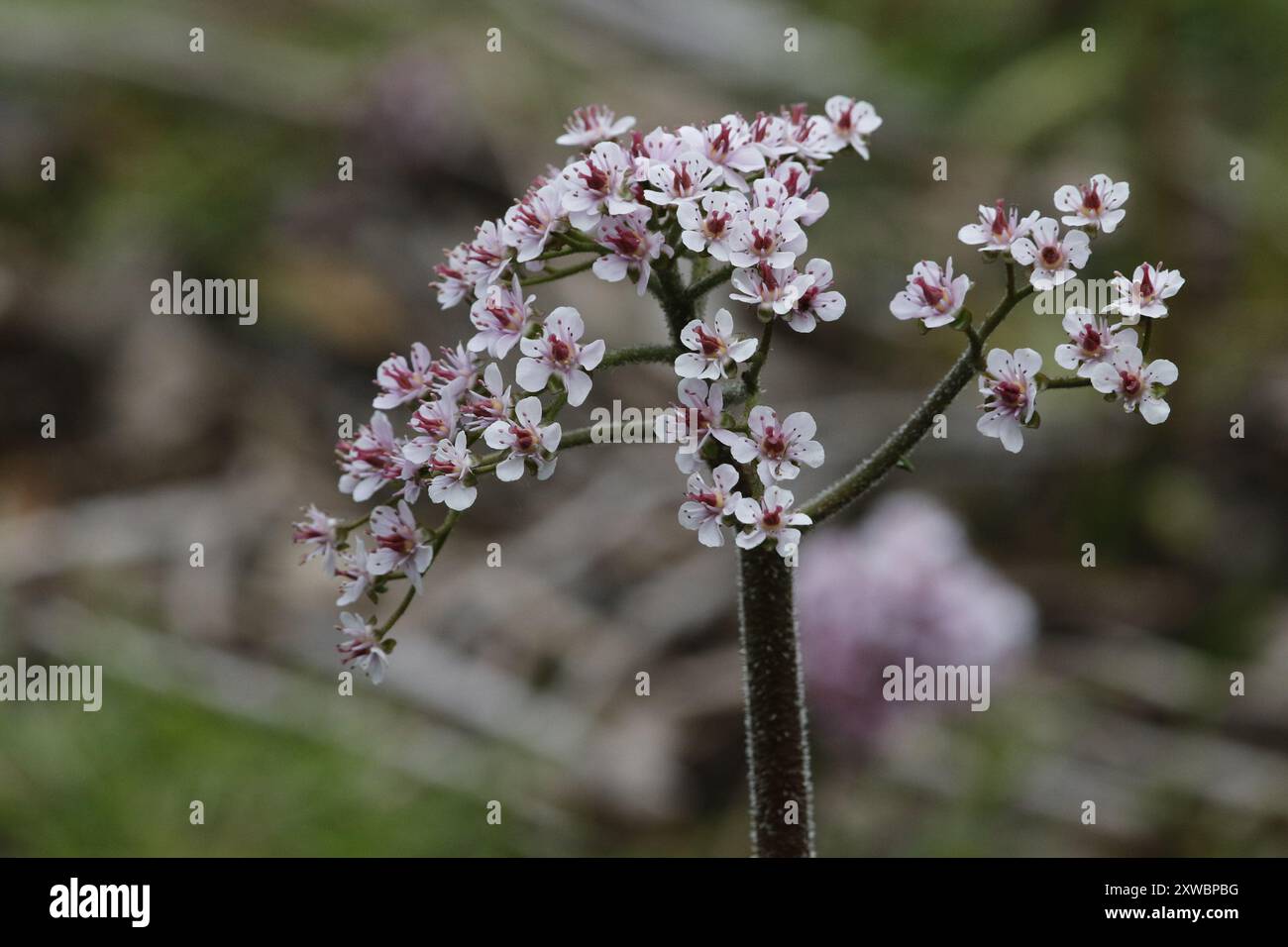 Umbrella Plant (Darmera peltata) Plantae Stock Photo - Alamy