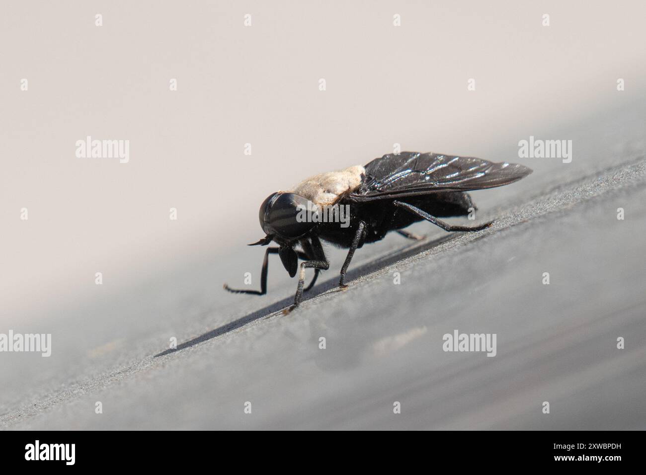 Western Black Horse Fly (Tabanus punctifer) Insecta Stock Photo - Alamy