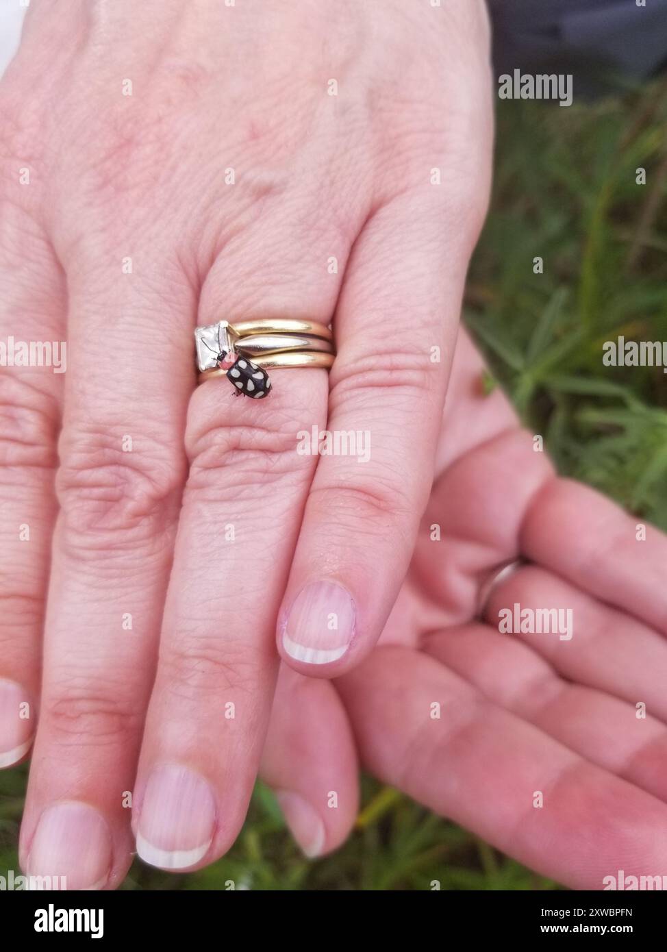 Eight-spotted Flea Beetle (Omophoita cyanipennis) Insecta Stock Photo ...