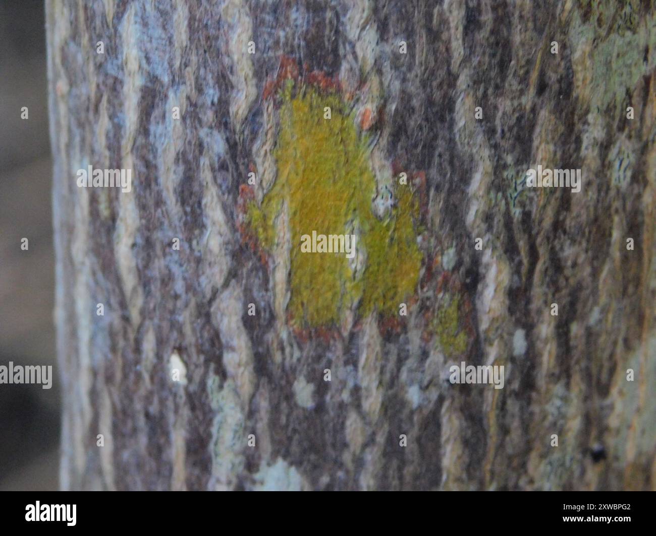 Rash Lichens (Pyrenula) Fungi Stock Photo - Alamy