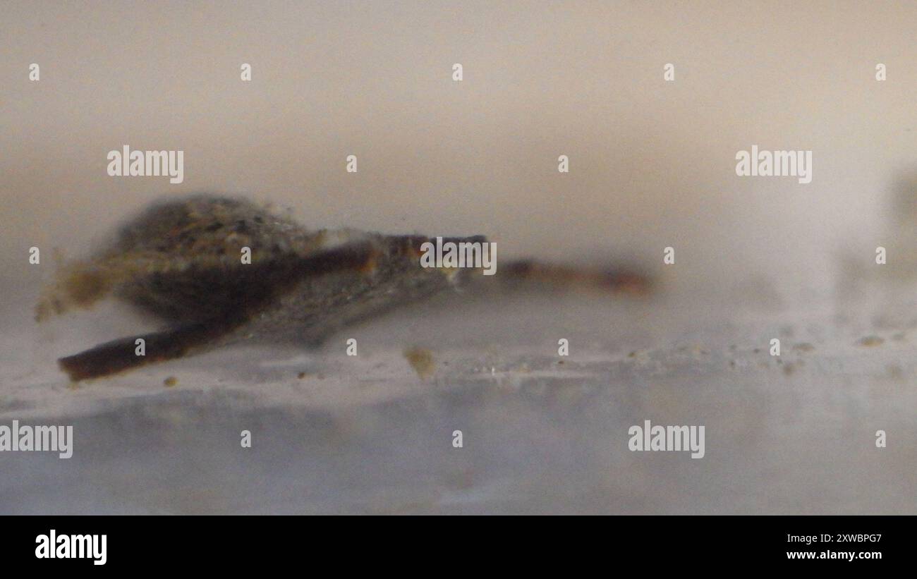 Microcaddisflies (Hydroptilidae) Insecta Stock Photo - Alamy