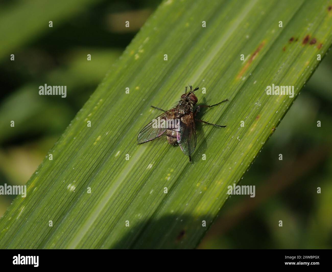 Bristle Flies (Tachinidae) Insecta Stock Photo - Alamy