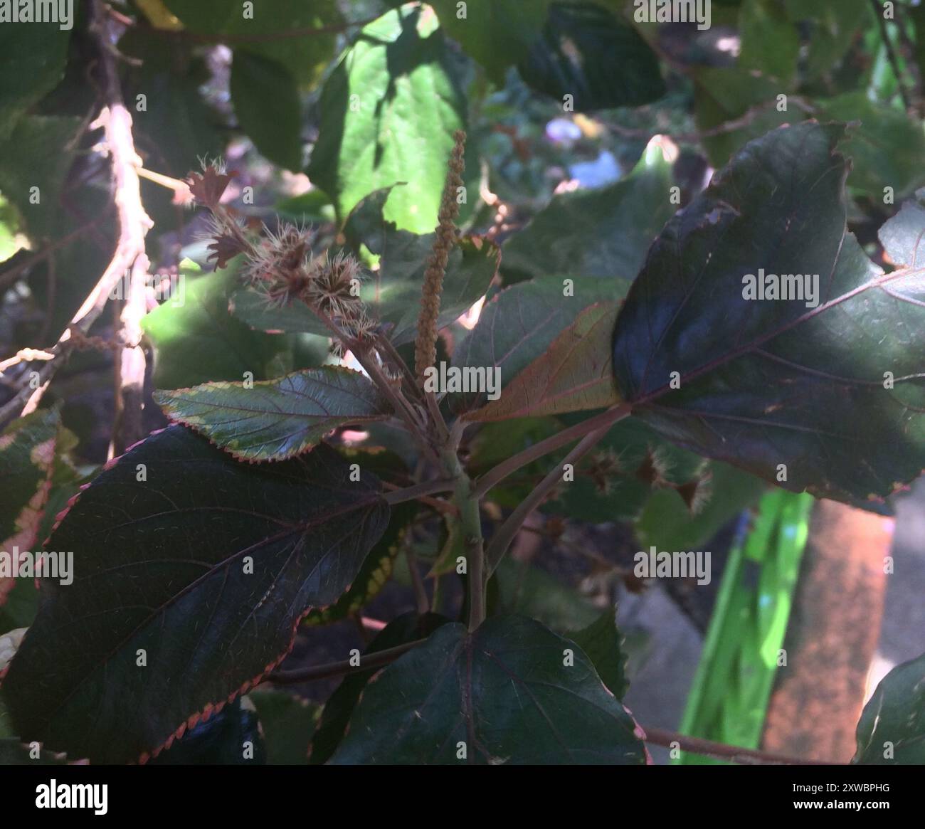 Copperleaf (Acalypha wilkesiana) Plantae Stock Photo - Alamy