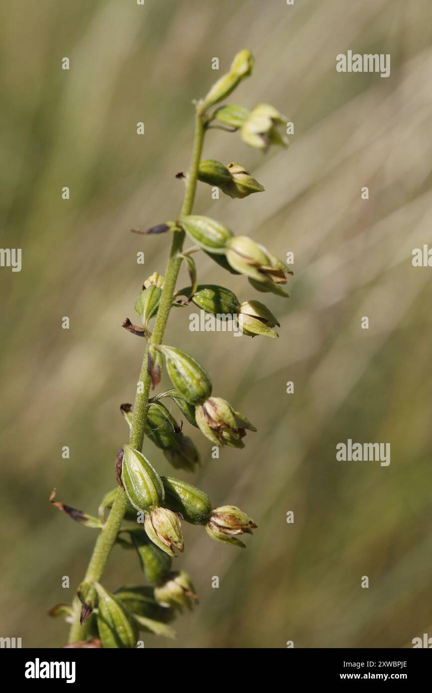 Dune Helleborine (Epipactis dunensis) Plantae Stock Photo - Alamy