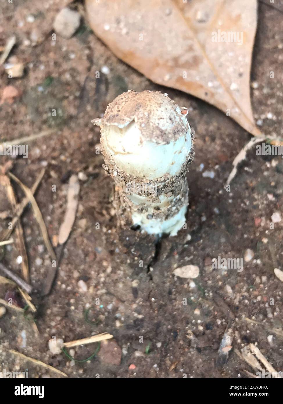 Podaxis hi-res stock photography and images - Alamy