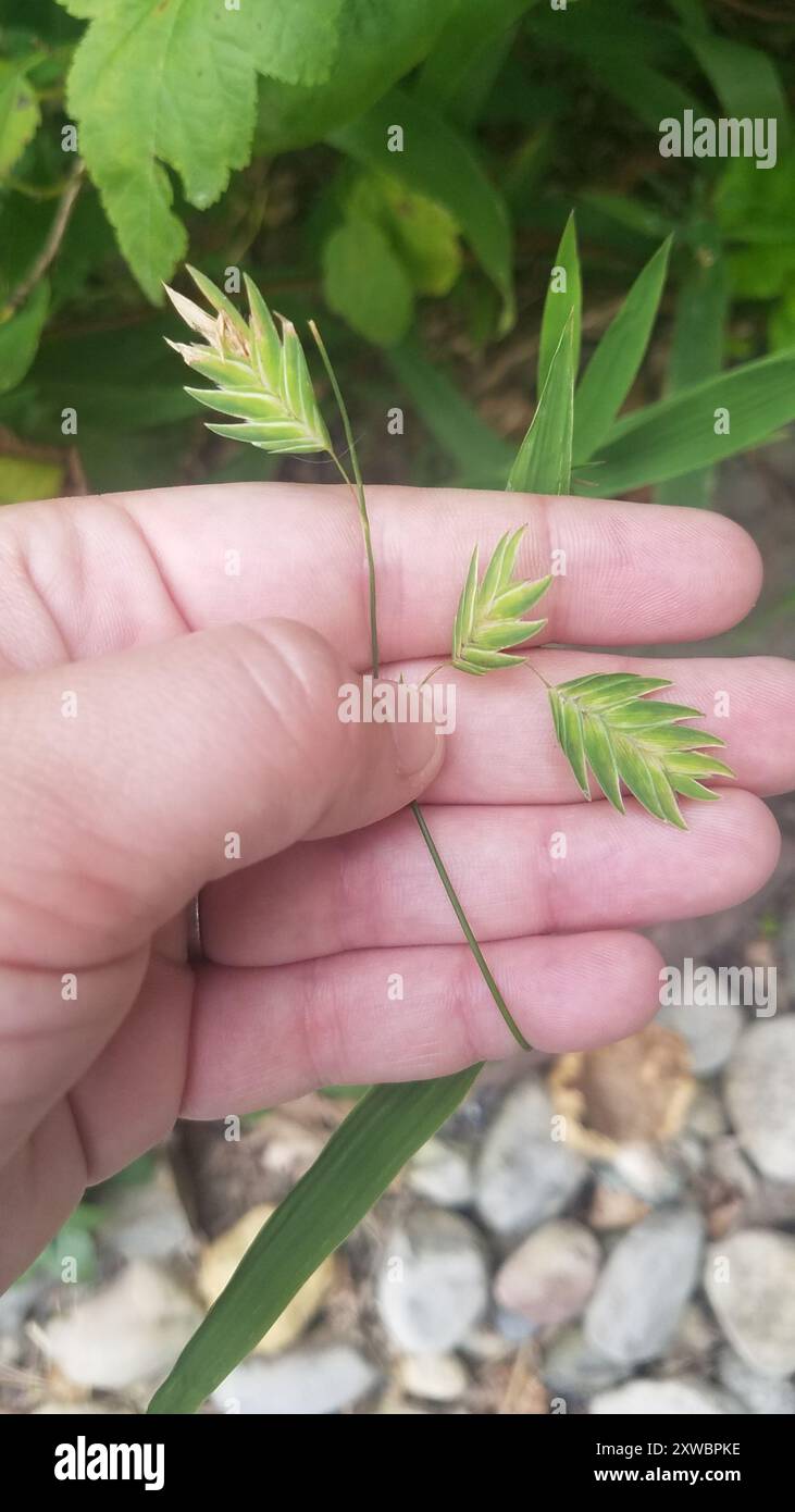 inland wood oats (Chasmanthium latifolium) Plantae Stock Photo - Alamy
