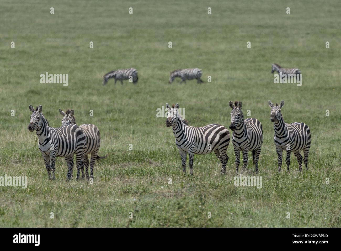 Zebra herd guard hi-res stock photography and images - Alamy