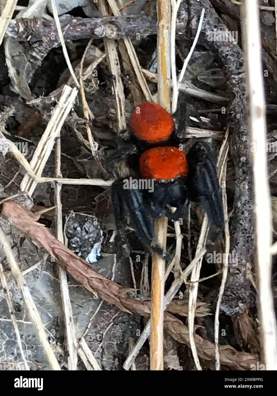 Phidippus cardinalis hi-res stock photography and images - Alamy