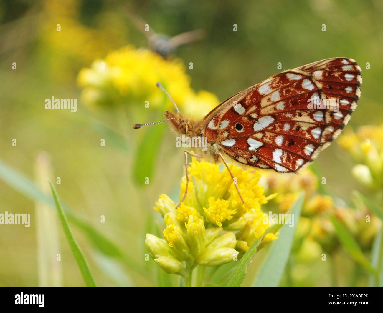 American Silver-bordered Fritillary (Boloria myrina) Insecta Stock ...