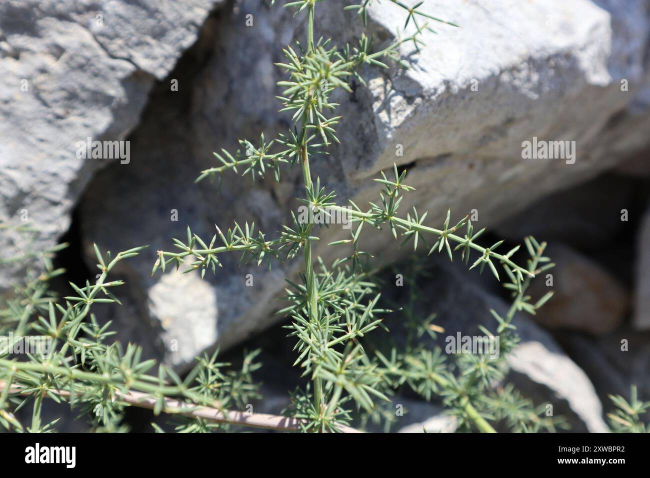 Spiny Asparagus (Asparagus acutifolius) Plantae Stock Photo - Alamy