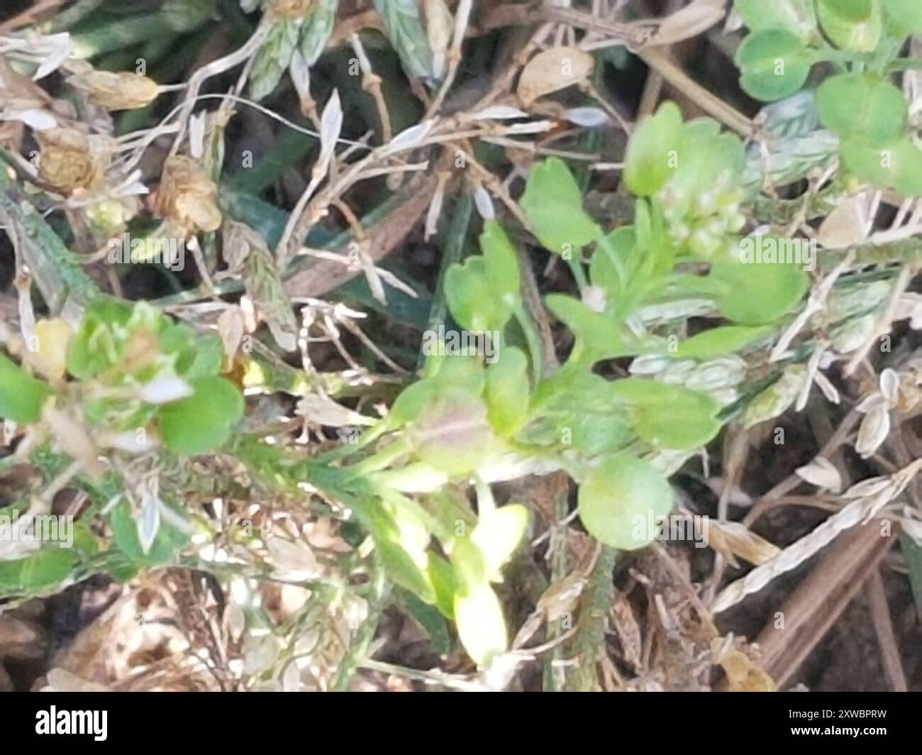 Common Peppergrass (Lepidium densiflorum) Plantae Stock Photo - Alamy