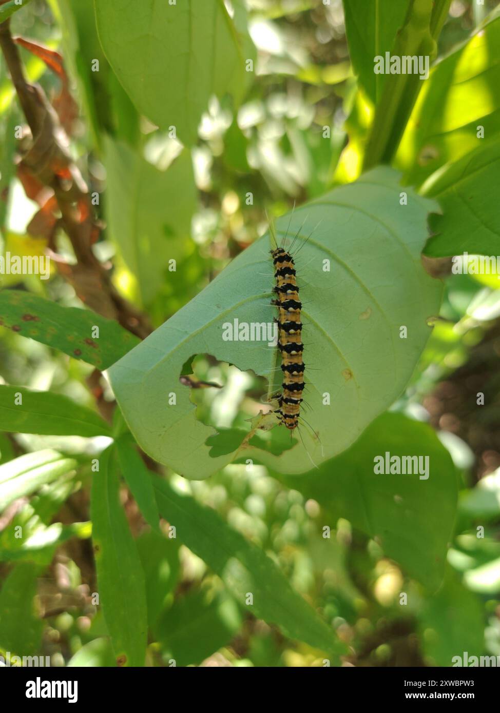 Ornatrix hi-res stock photography and images - Alamy