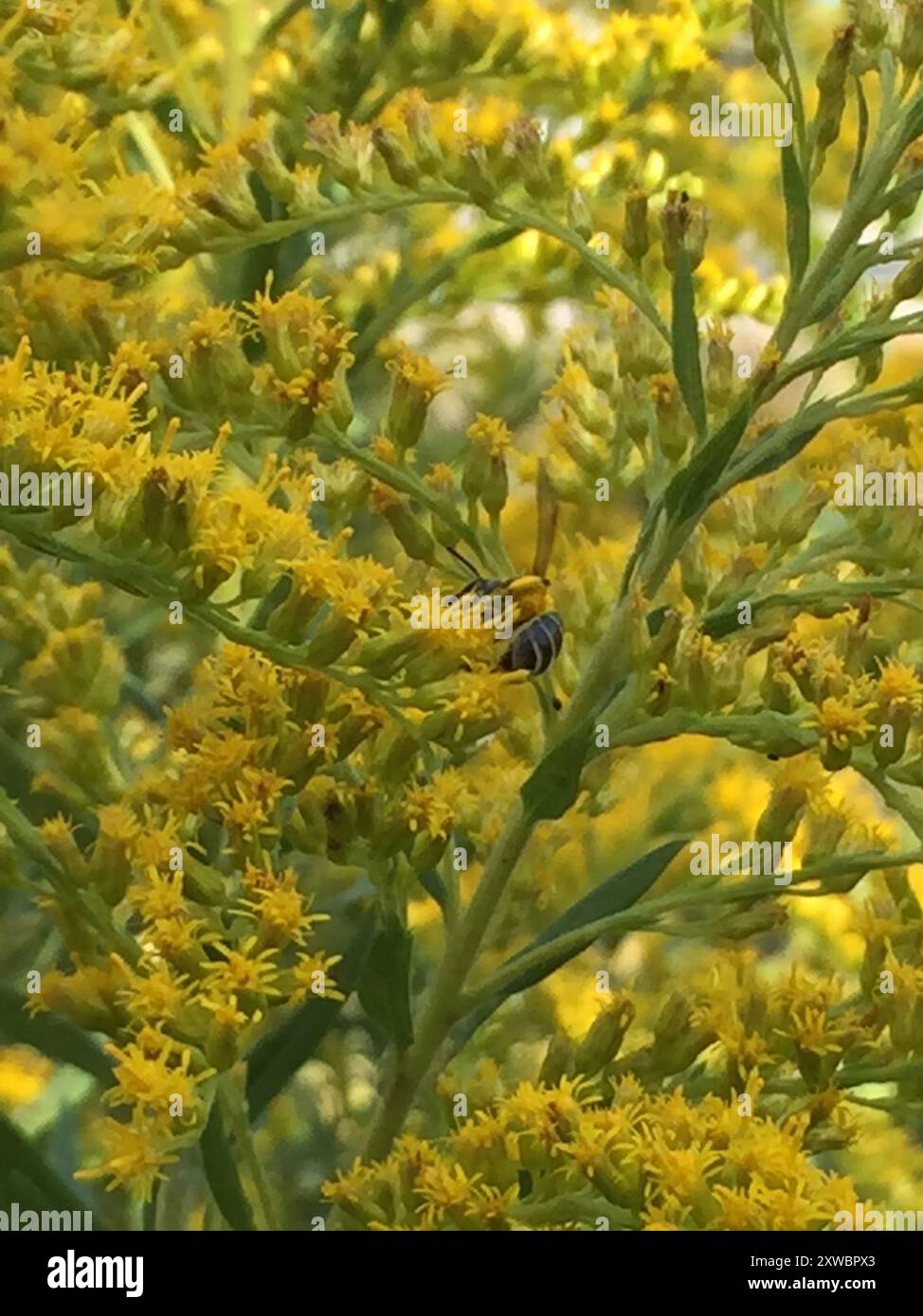 Cloudy-winged Mining Bee (Andrena nubecula) Insecta Stock Photo - Alamy