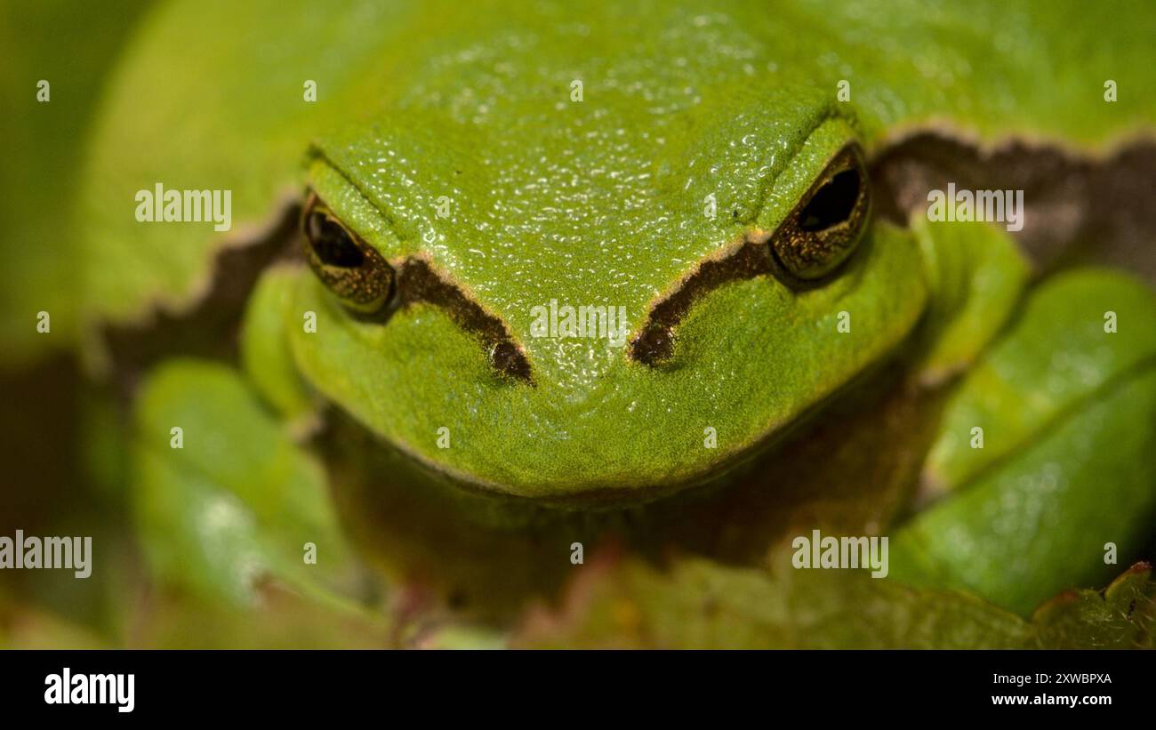 European Tree Frog (Hyla arborea) Amphibia Stock Photo - Alamy