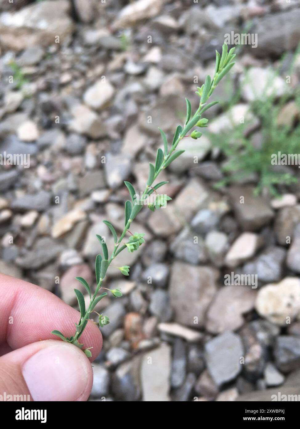 Smartweed Leafflower (Phyllanthus polygonoides) Plantae Stock Photo - Alamy