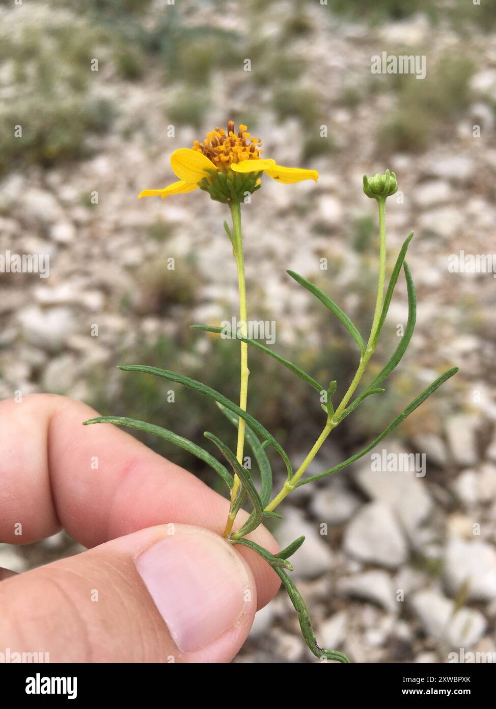 Skeletonleaf Goldeneye (Sidneya tenuifolia) Plantae Stock Photo - Alamy