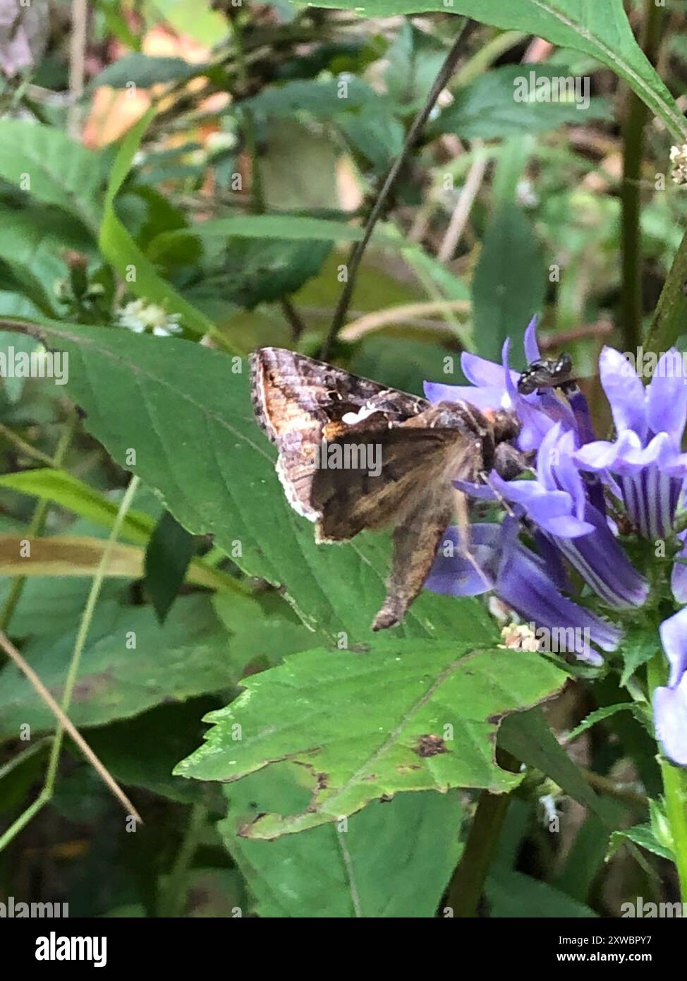 Common Looper Moth (Autographa precationis) Insecta Stock Photo - Alamy