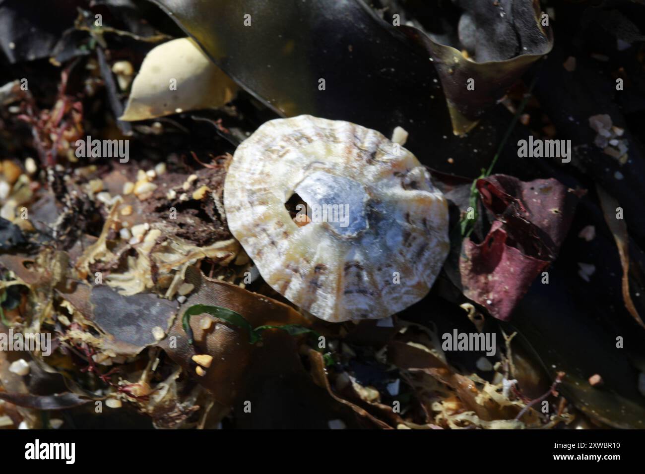 Patella Limpets (Patella) Mollusca Stock Photo - Alamy