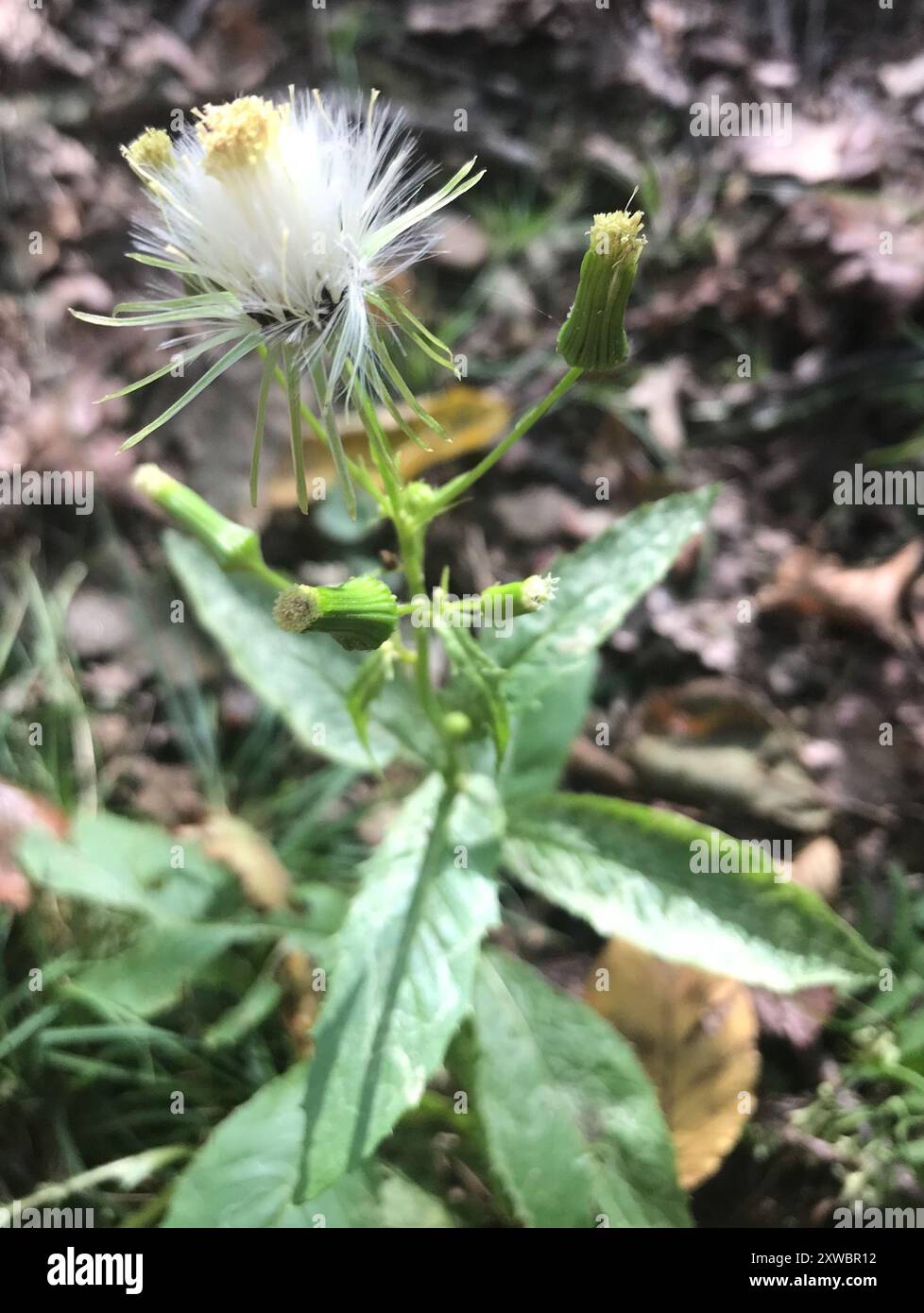 American burnweed (Erechtites hieraciifolius) Plantae Stock Photo - Alamy