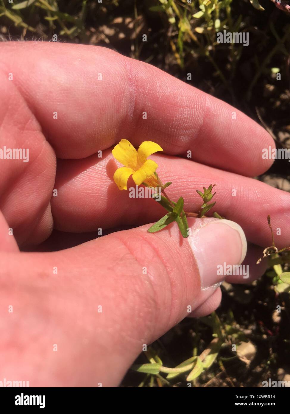 golden hedge-hyssop (Gratiola aurea) Plantae Stock Photo - Alamy