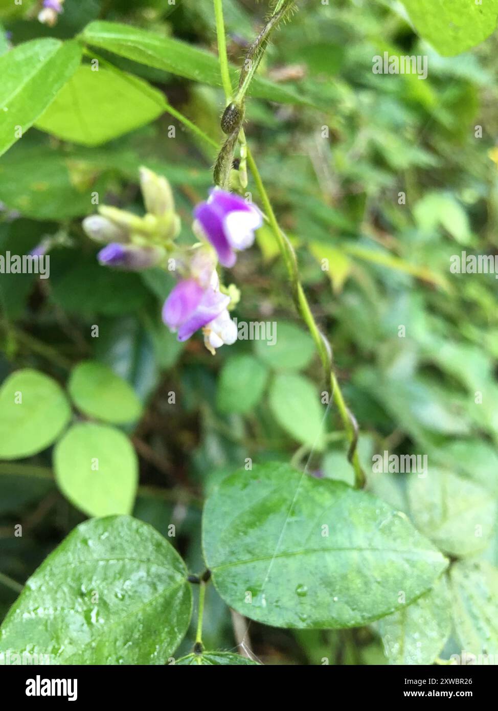 American hog-peanut (Amphicarpaea bracteata) Plantae Stock Photo - Alamy