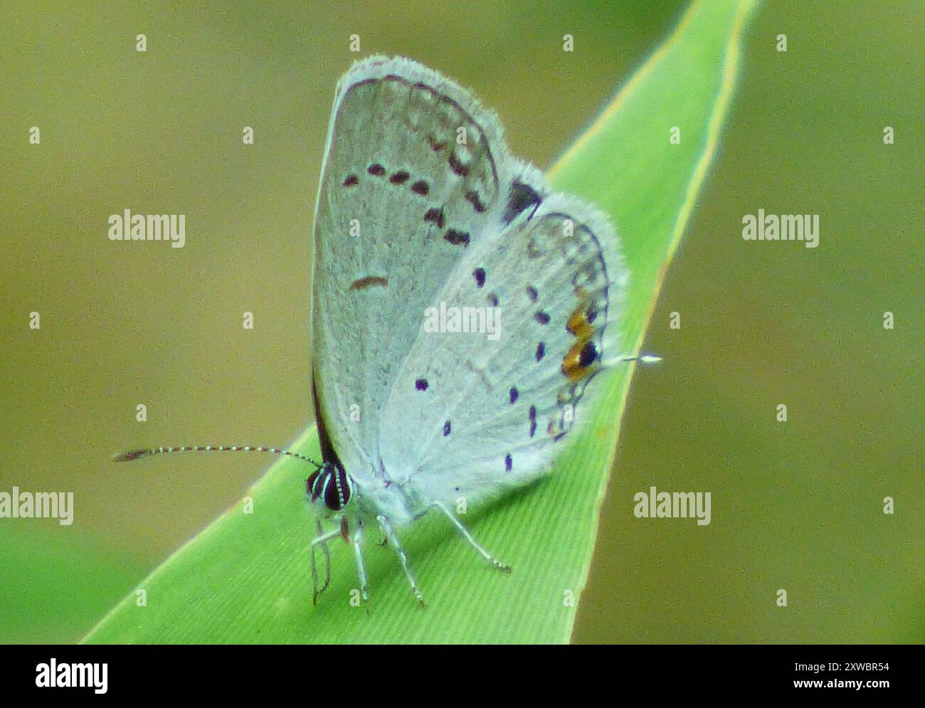 Eastern Tailed-Blue (Cupido comyntas) Insecta Stock Photo - Alamy