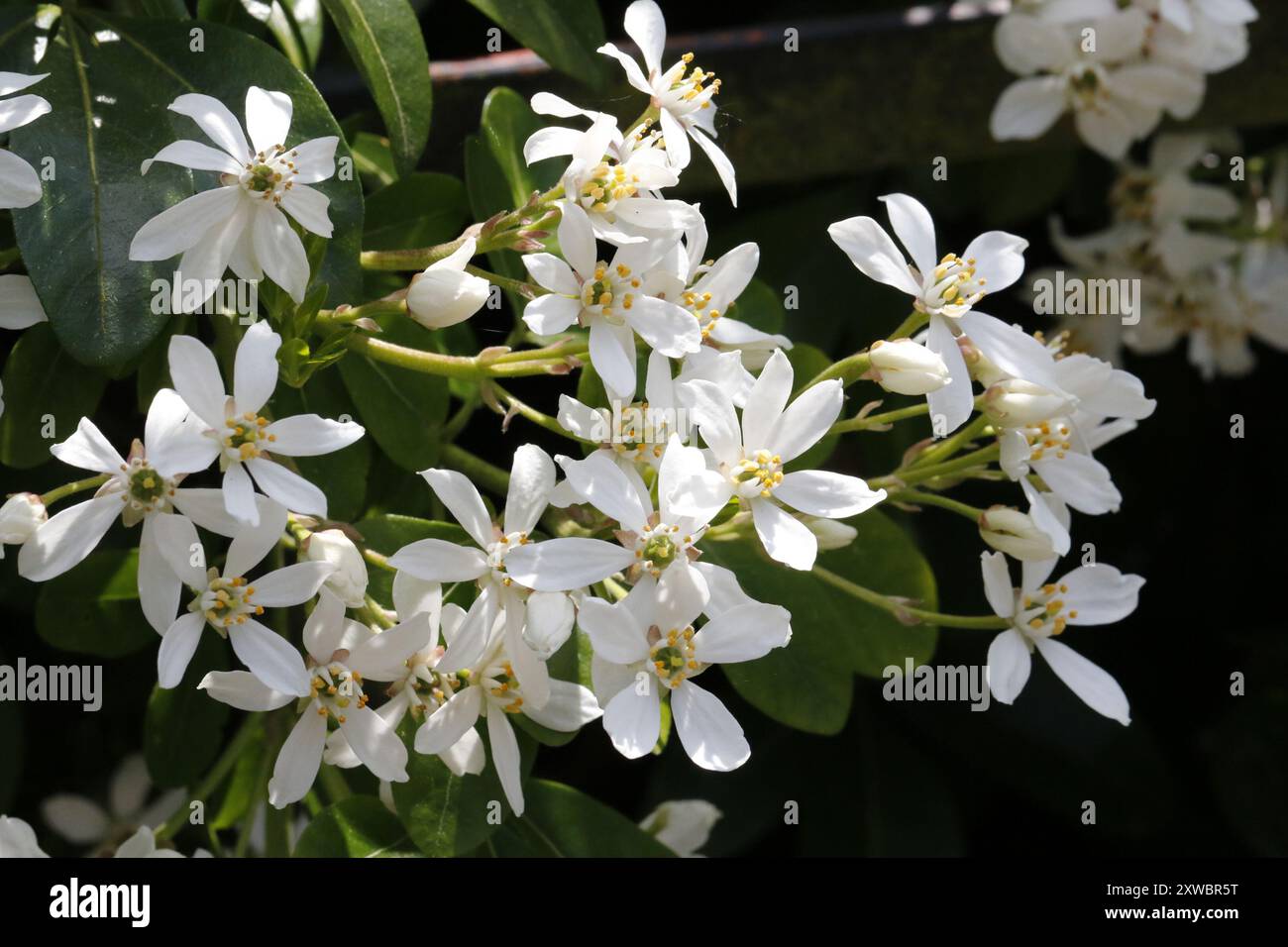 Mexican orange (Choisya ternata) Plantae Stock Photo - Alamy