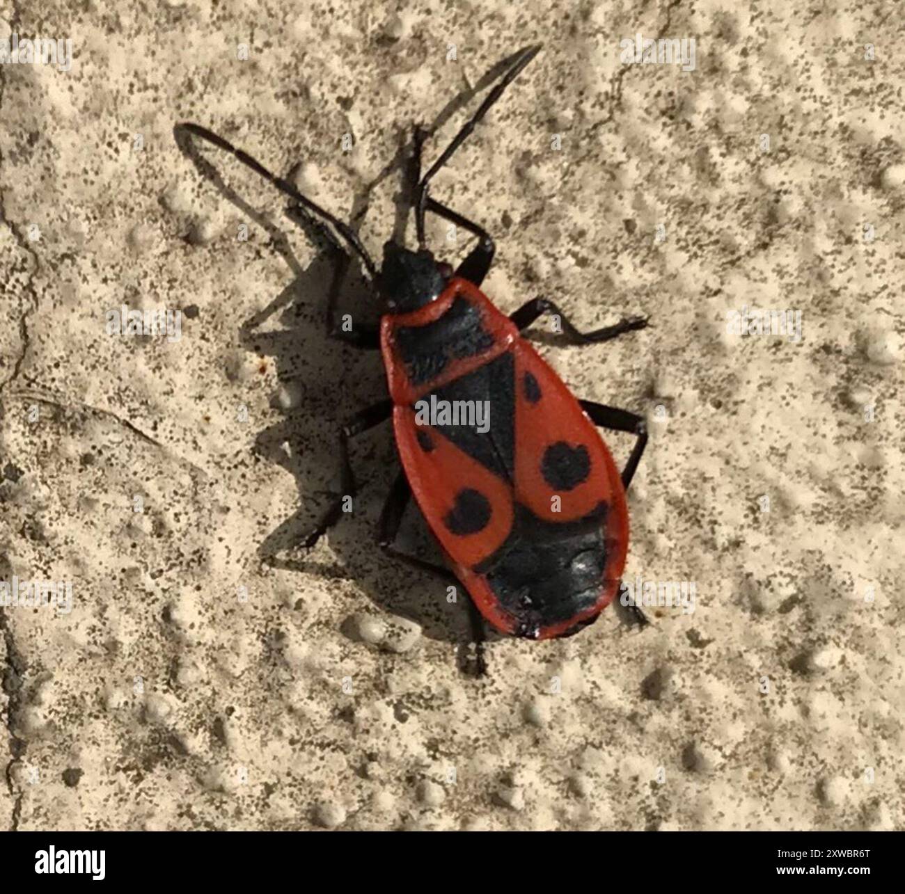 European Firebug (Pyrrhocoris apterus) Insecta Stock Photo - Alamy