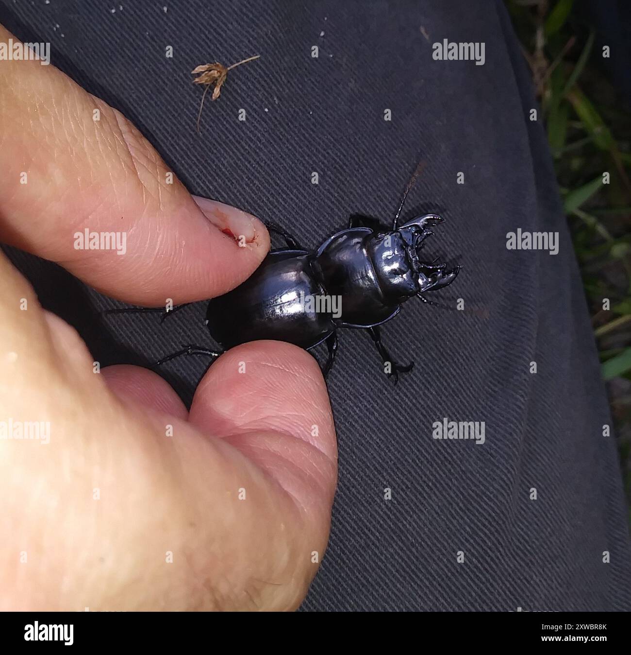 Warrior Beetles (Pasimachus) Insecta Stock Photo - Alamy