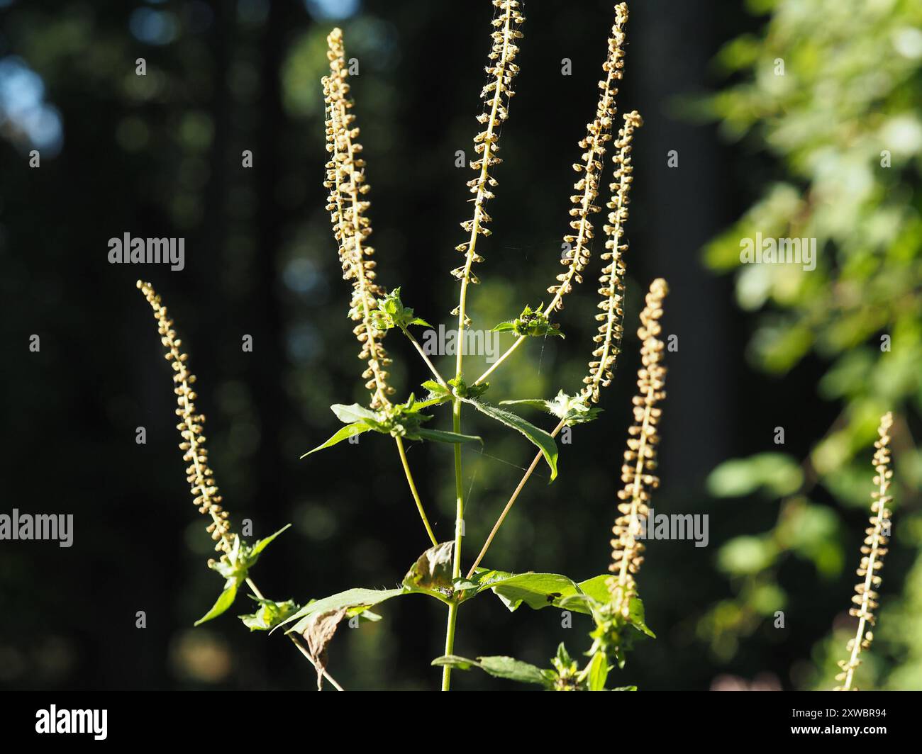 giant ragweed (Ambrosia trifida) Plantae Stock Photo - Alamy