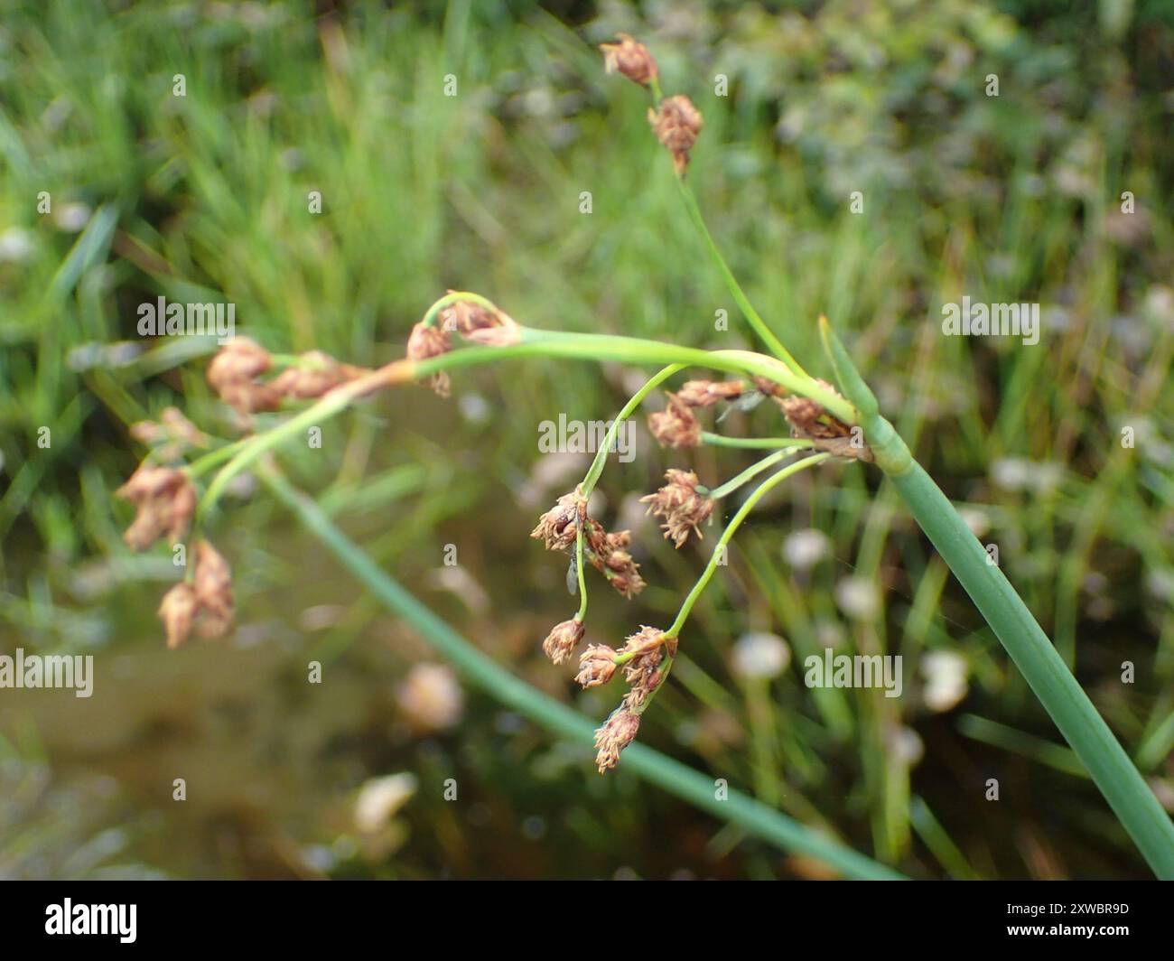 soft-stemmed bulrush (Schoenoplectus tabernaemontani) Plantae Stock ...